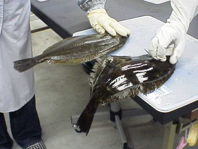 Estagios De Rigor Mortis O Que é A Tanatopraxia? Saiba Tudo Neste